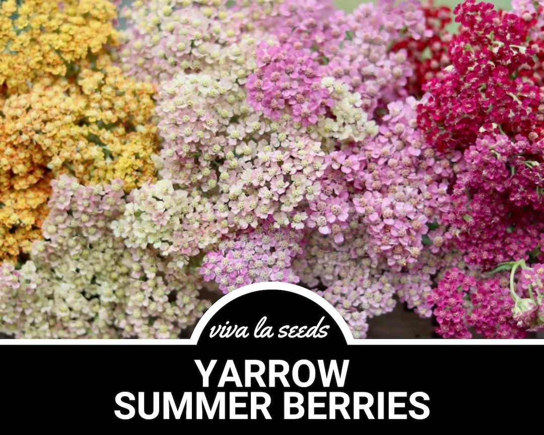 Yarrow - Summer Berries | 50 Seeds | Medicinal Herb | Non GMO ...