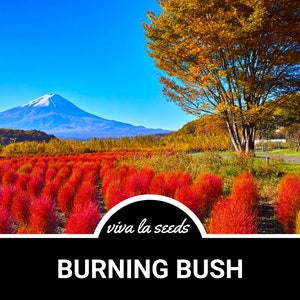 Burning Bush| 50 Seeds | Heirloom Shrub | Bush Changes From Green to ...