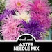 Aster, Needle Mix| 50 Seeds | Heirloom Flower | Long Lasting Blooms ...