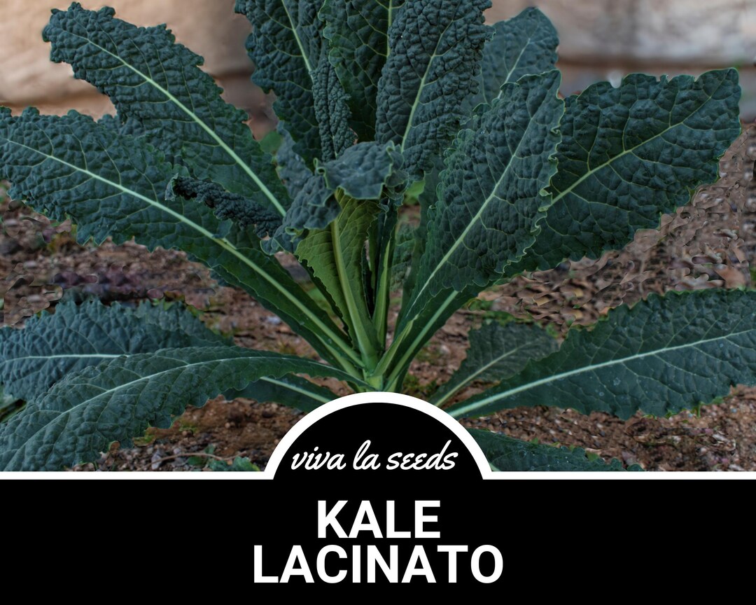 Kale, Lacinato (dinosaur) | 250 Seeds | Heirloom | Open Pollinated ...