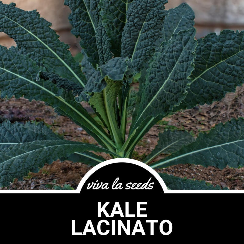 Kale - Etsy