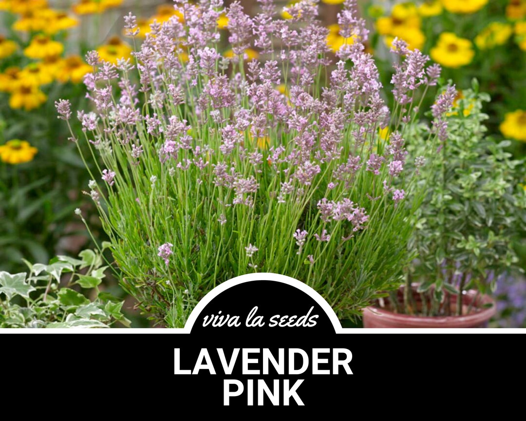 Lavender, Pink 20 Seeds Culinary & Medicinal Herb beautiful Fragrant ...