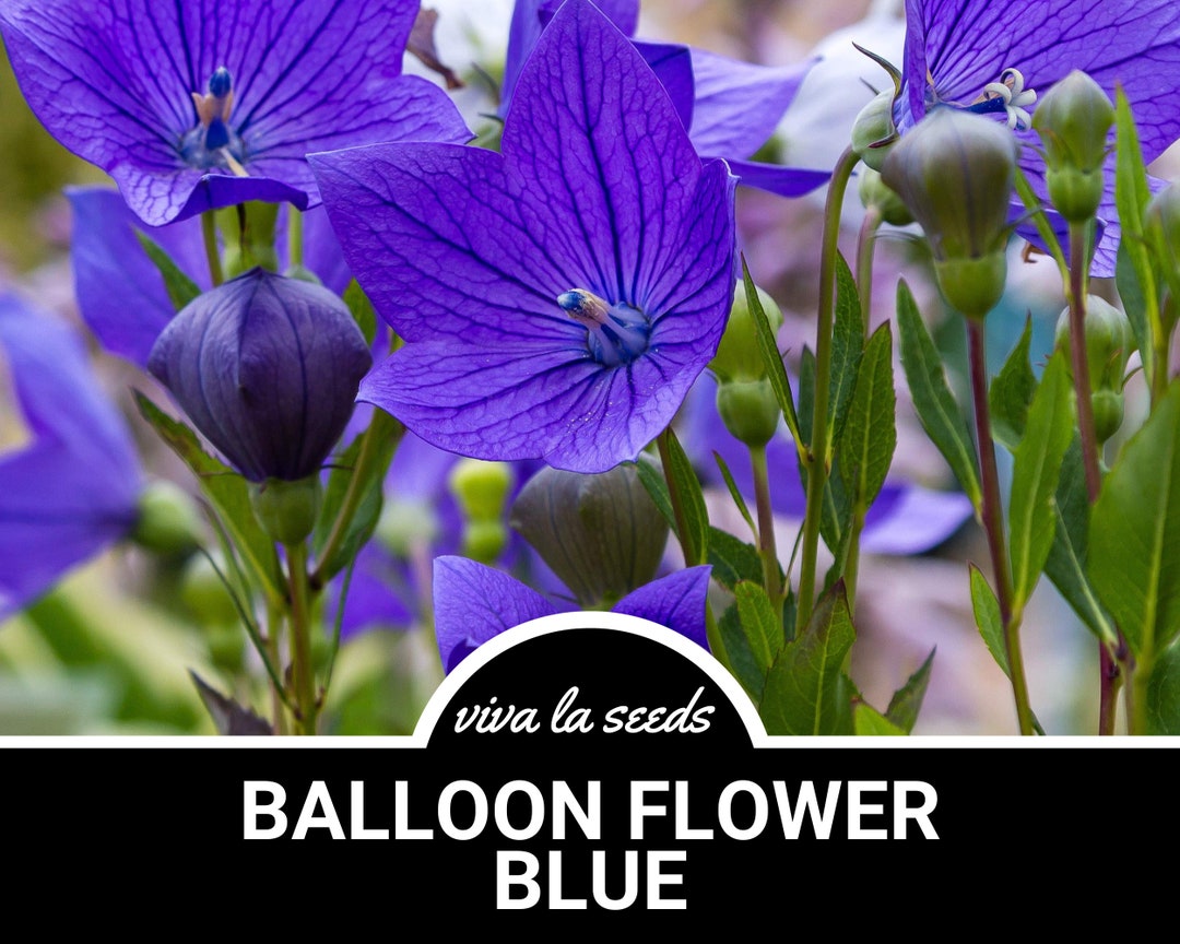 Balloon Flower, Blue | 50 Seeds | Heirloom Plant | Unique Balloon Buds ...