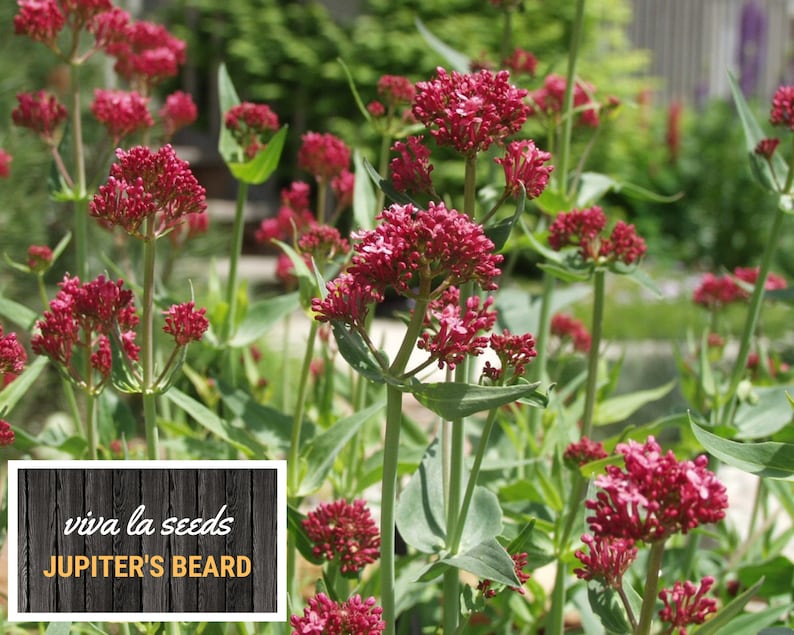 Jupiter's Beard, Red | 50 Seeds | Longtime Blooms and Pollinator ...