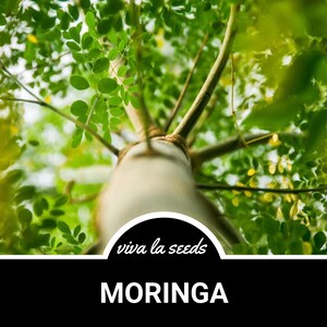Moringa, Tree of Life | 10 Seeds | Heirloom | Miracle Tree | Drumstick ...