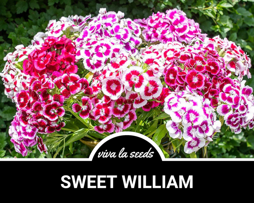 Sweet William Mix | 250 Seeds | Heirloom Flower | Fragrant & Vibrant ...