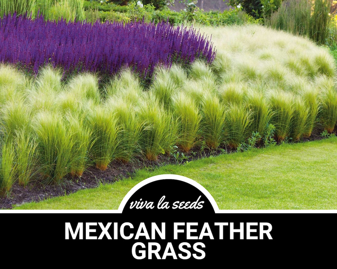 Mexican Feather Grass | 50 Seeds | Heirloom Ornamental Grass | Drought ...