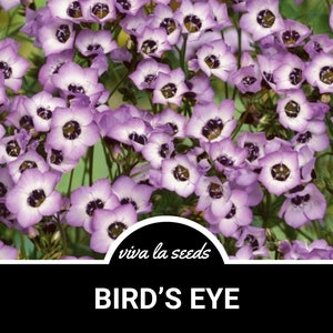 Bird's Eye | 100 Seeds | Heirloom Annual Flower | Beautiful Blooms ...
