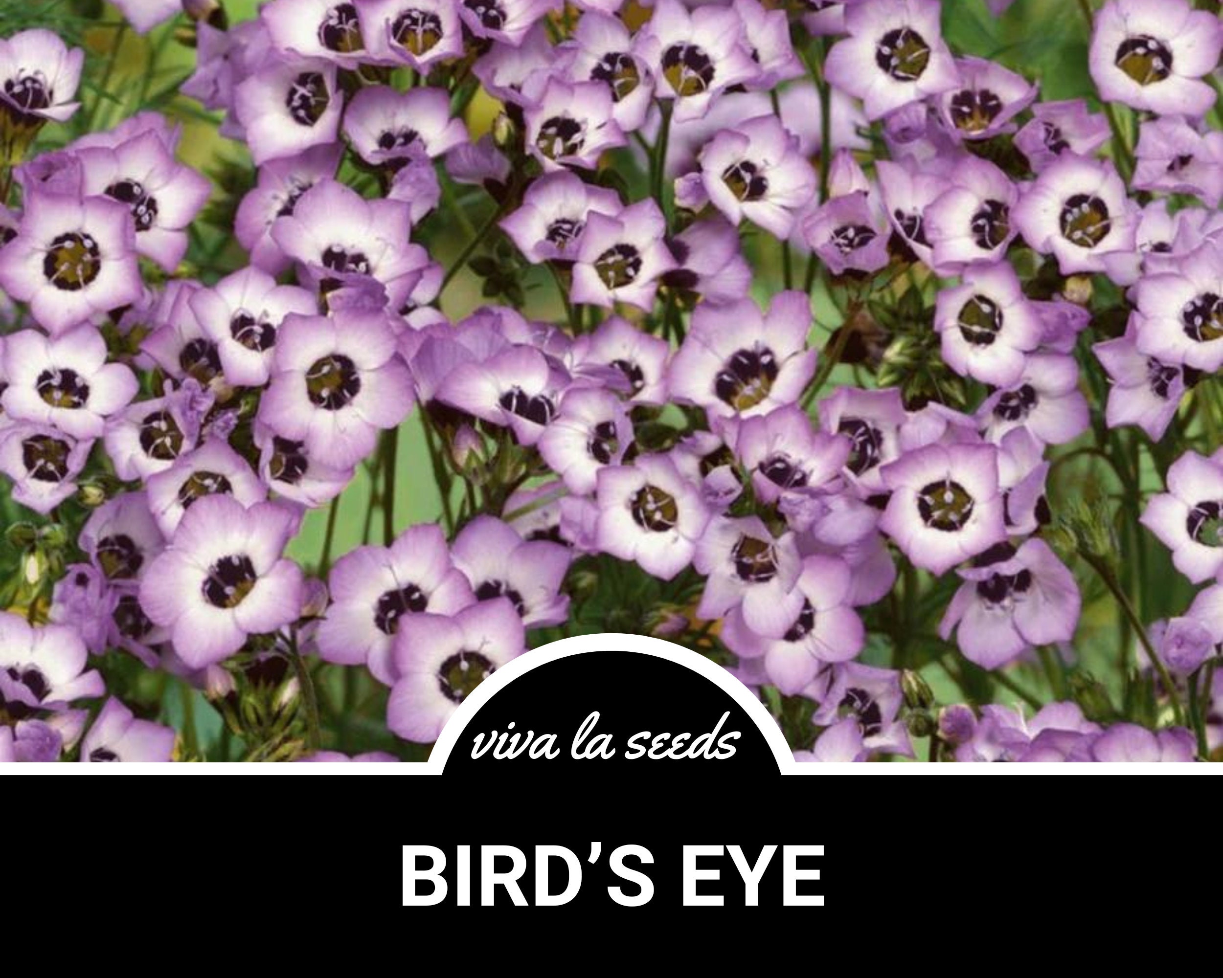 Bird's Eye | 100 Seeds | Heirloom Annual Flower | Beautiful Blooms ...