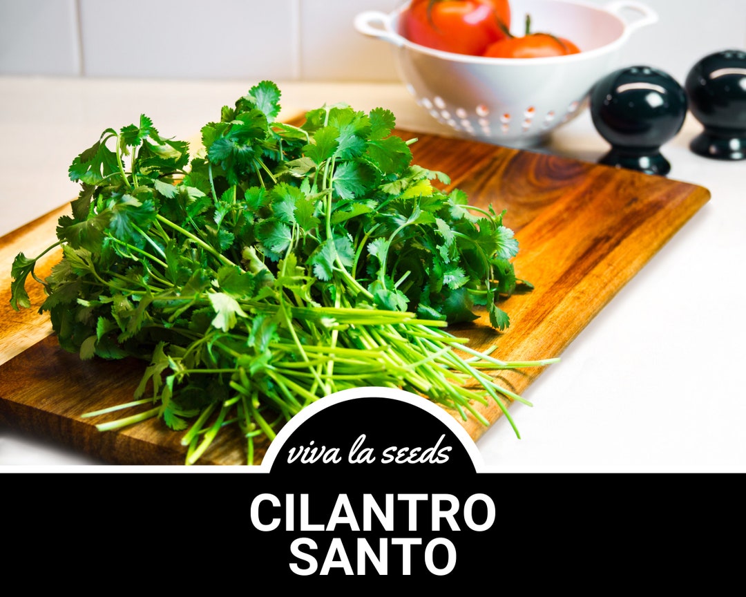 Cilantro (coriander), Santo | 100 Seeds | Medicinal | Culinary Herb ...