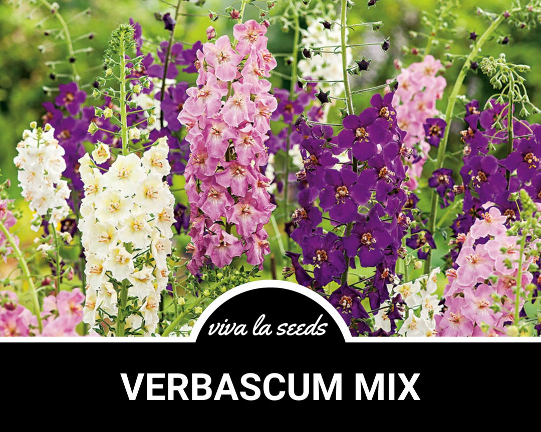 Verbascum (purple Mullein) Mix | 100 Seeds | Medicinal Herb | Non GMO ...