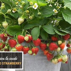 Strawberry, Wild 200 Seeds Heirloom Non-gmo Fragaria Vesca - Etsy