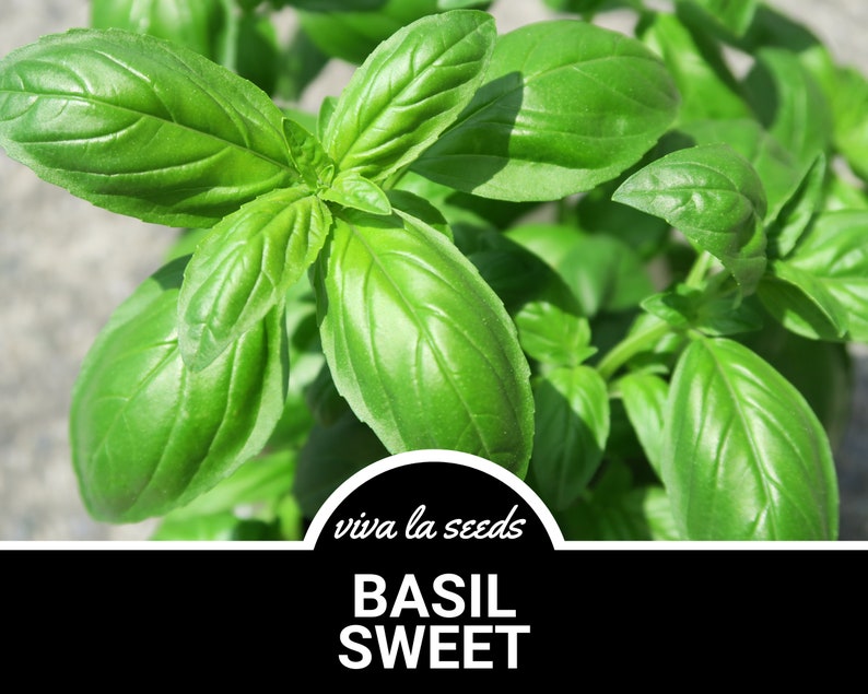 Basil, Sweet | 250 Seeds | Heirloom Herb | Medicinal & Culinary Plant ...