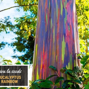 Eucalyptus, Rainbow Gum Tree | 100 Seeds | Medicinal | Easy to Grow ...