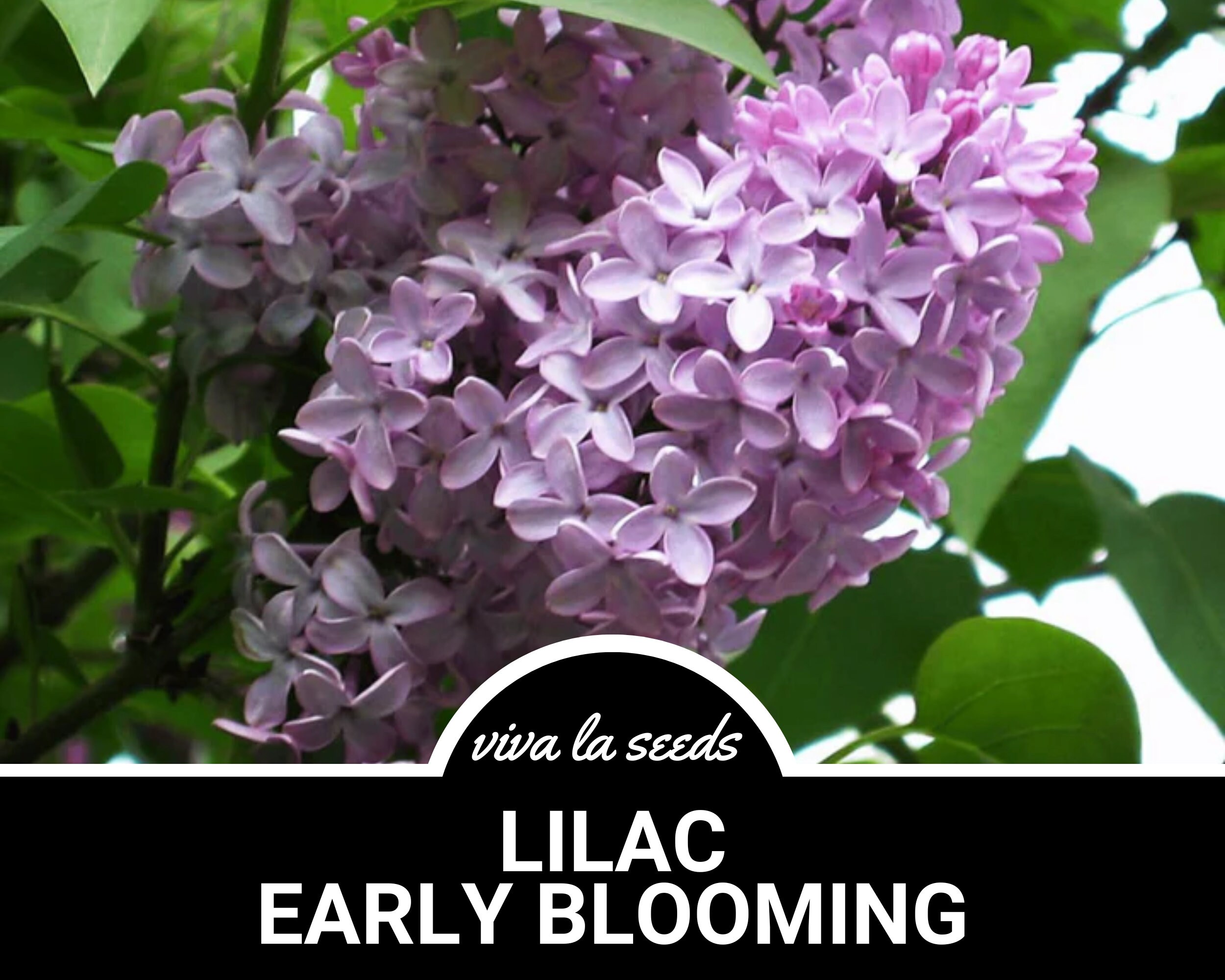 Lilac, Early Blooming | 30 Seeds | Heirloom Shrub | Fragrant Blooms ...