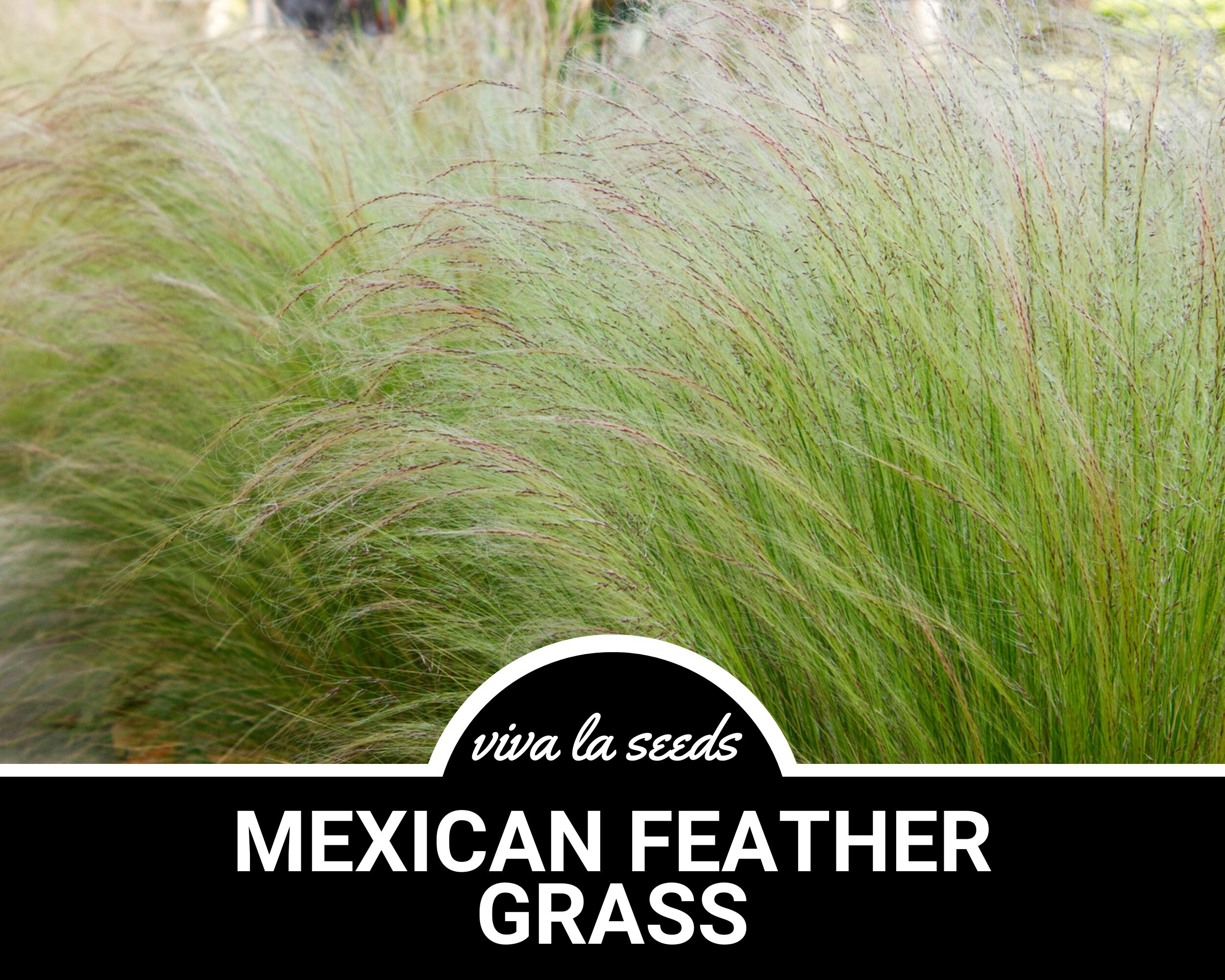Mexican Feather Grass | 50 Seeds | Heirloom Ornamental Grass | Drought ...