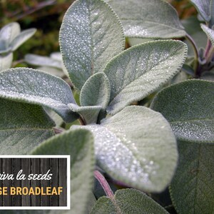 Sage, Broadleaf | 50 Seeds | Medicinal & Culinary Herb | Non GMO ...