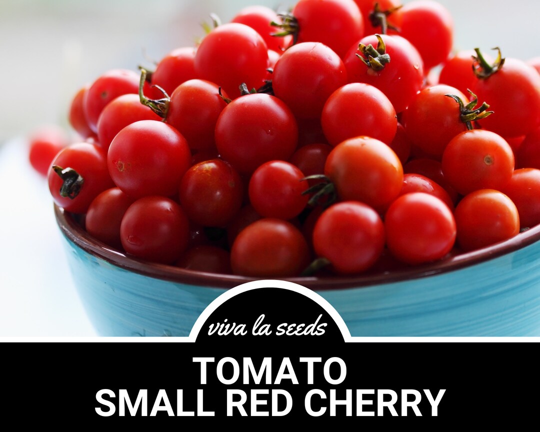 Tomato, Small Red Cherry | 50 Seeds | Heirloom Vegetable ...