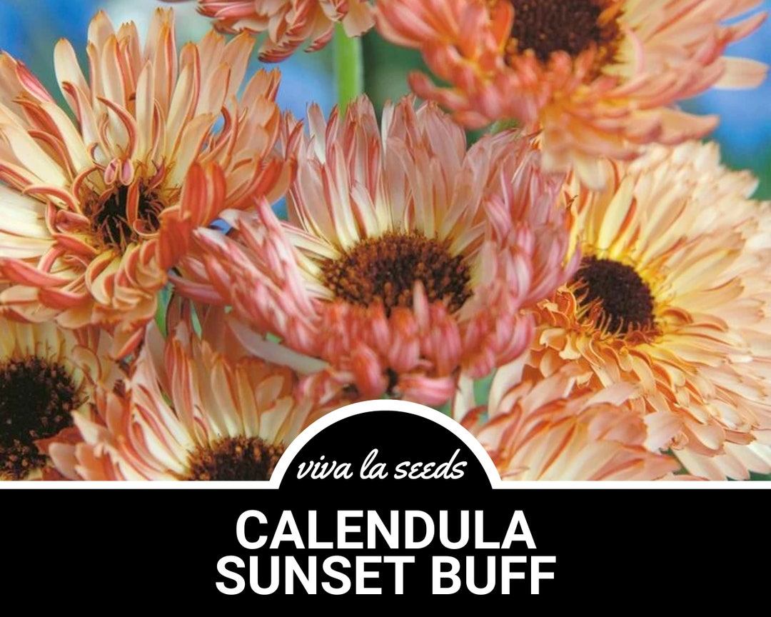 Calendula, Sunset Buff | 50 Seeds | Medicinal Herb | Heirloom | Non GMO ...