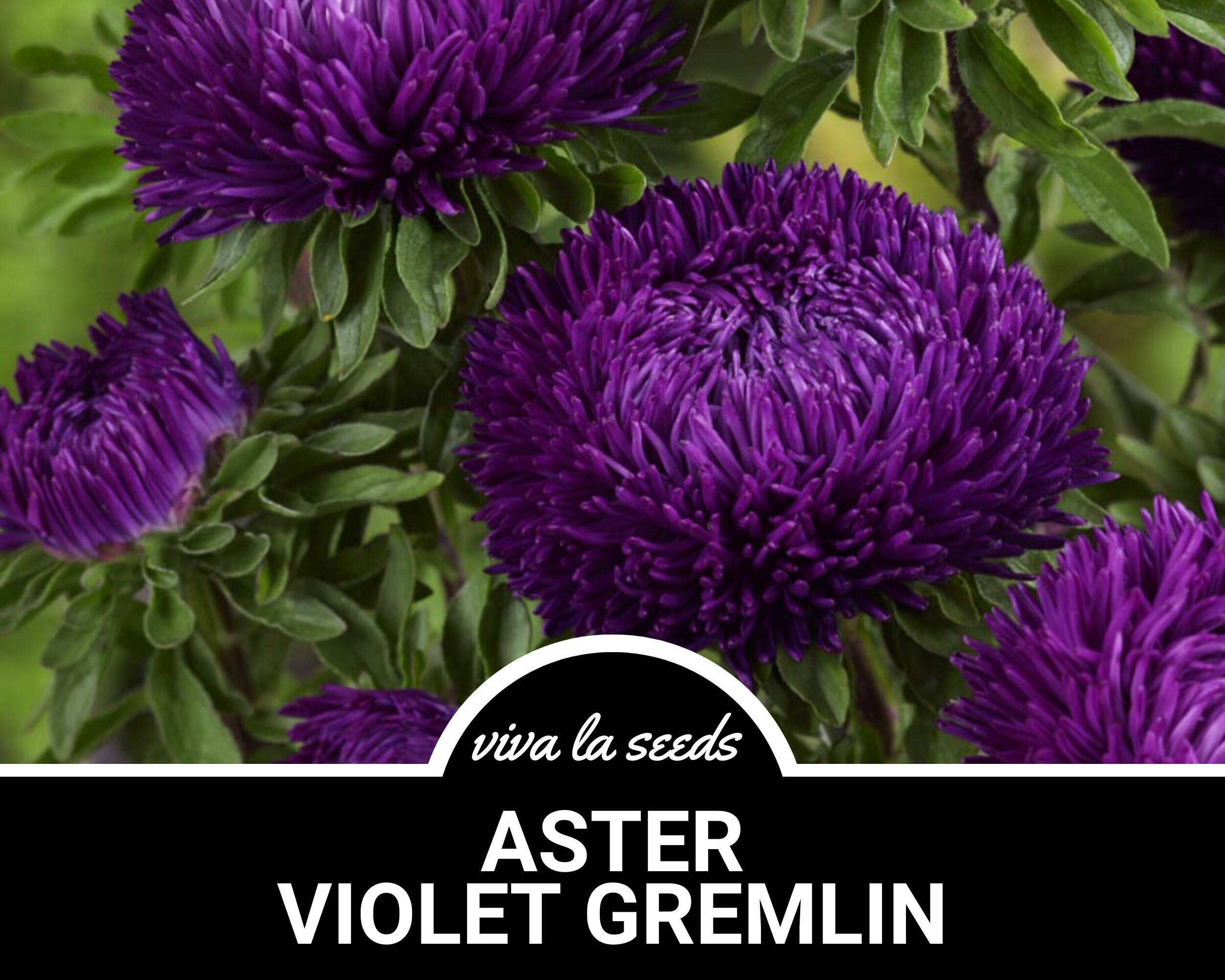 Aster, Gremlin Violet | 50 Seeds | Heirloom Flower | Tall Double Blooms ...