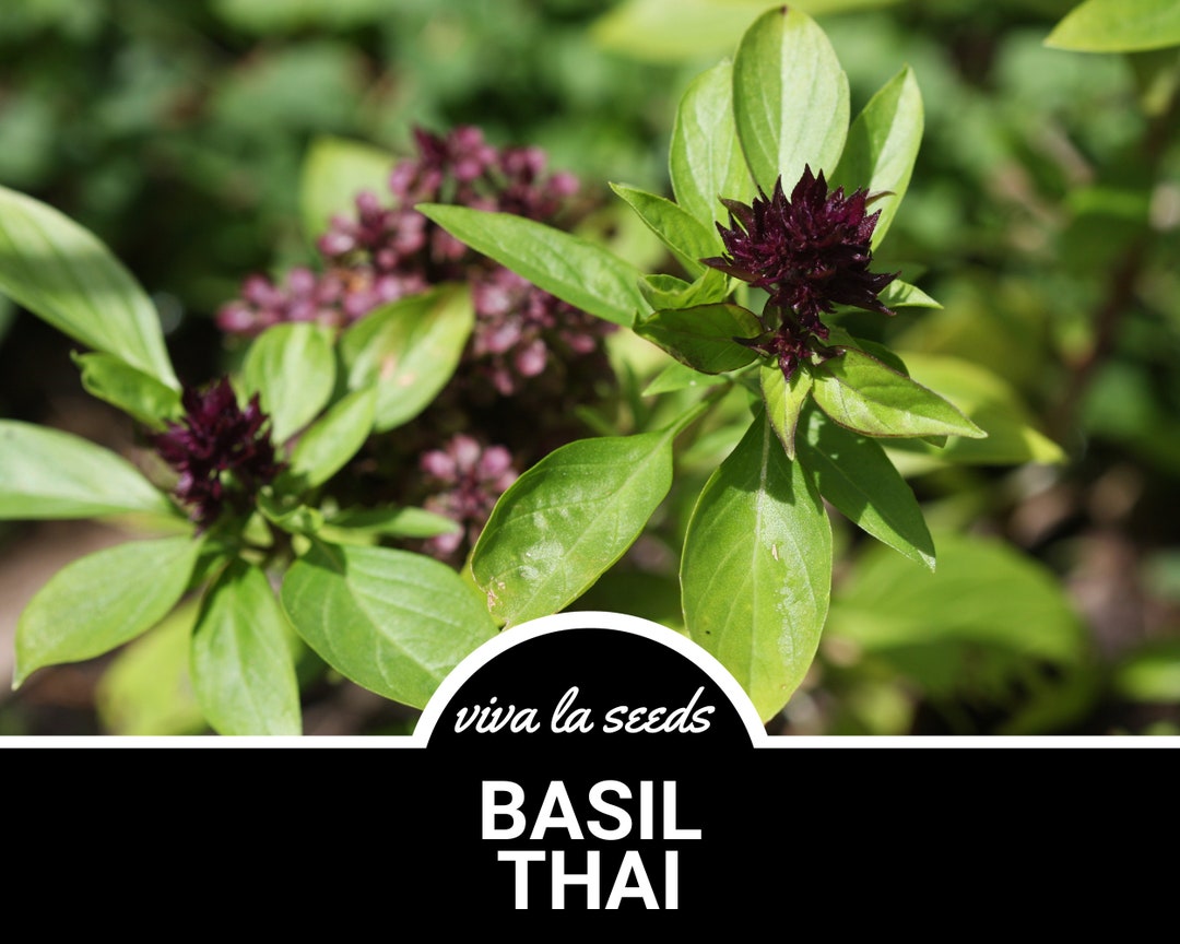 Basil, Thai (siam Queen) | 250 Seeds | Medicinal & Culinary Herb | Non ...