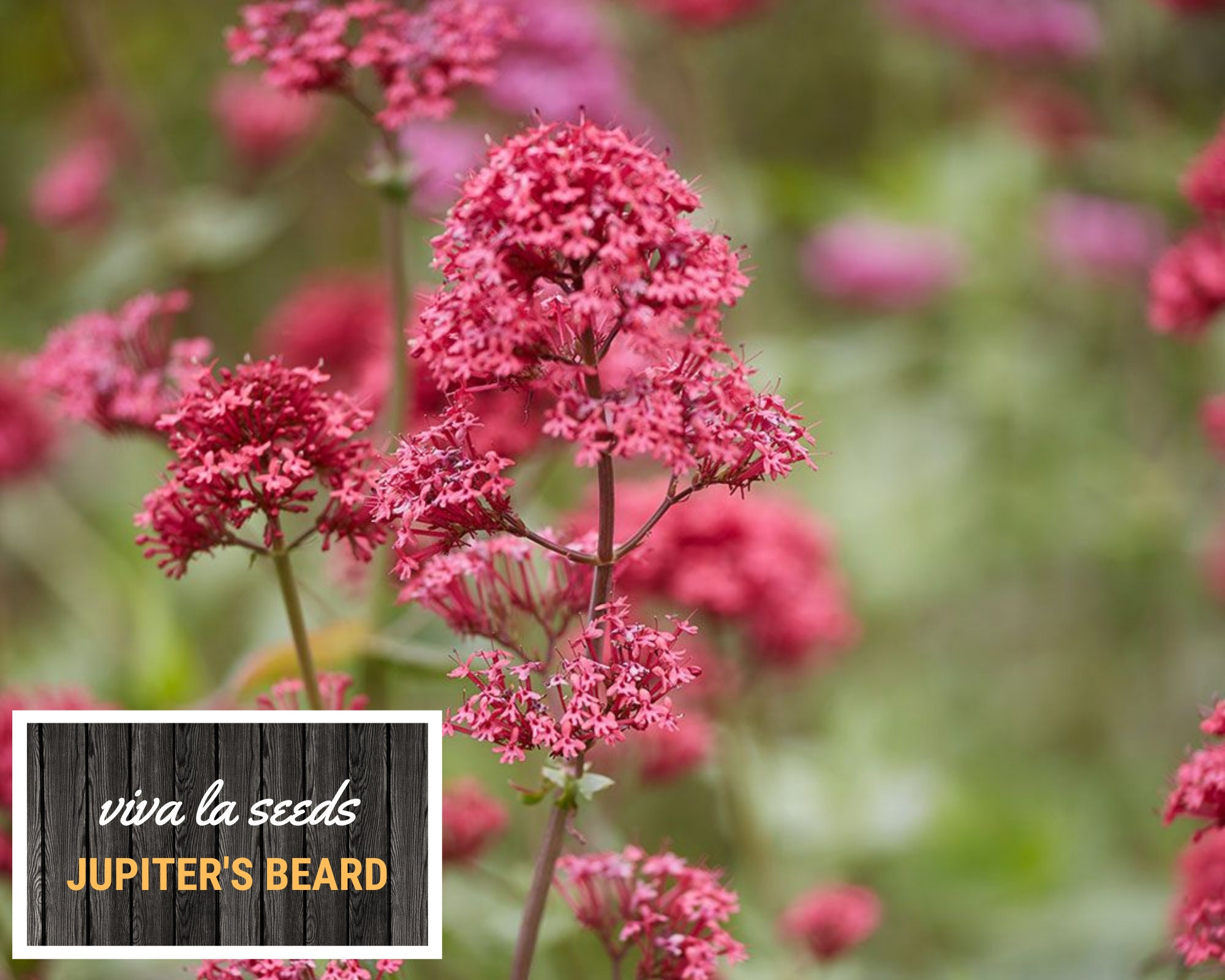 Jupiter's Beard, Red | 50 Seeds | Longtime Blooms and Pollinator ...