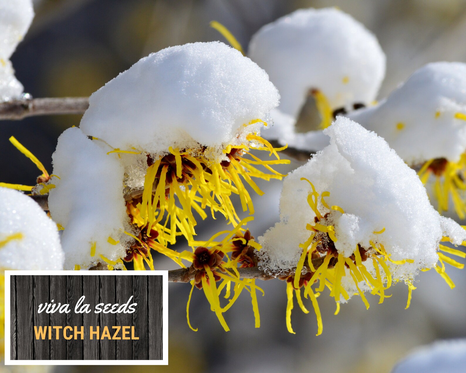 Witch Hazel | 5 Seeds | Medicinal | Beautiful Fragrant Blooms | Non GMO ...
