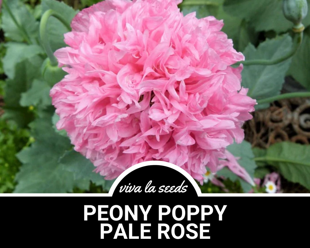 Peony Poppy, Pale Rose | 100 Seeds | Heirloom Flower | Double Pink Rose ...