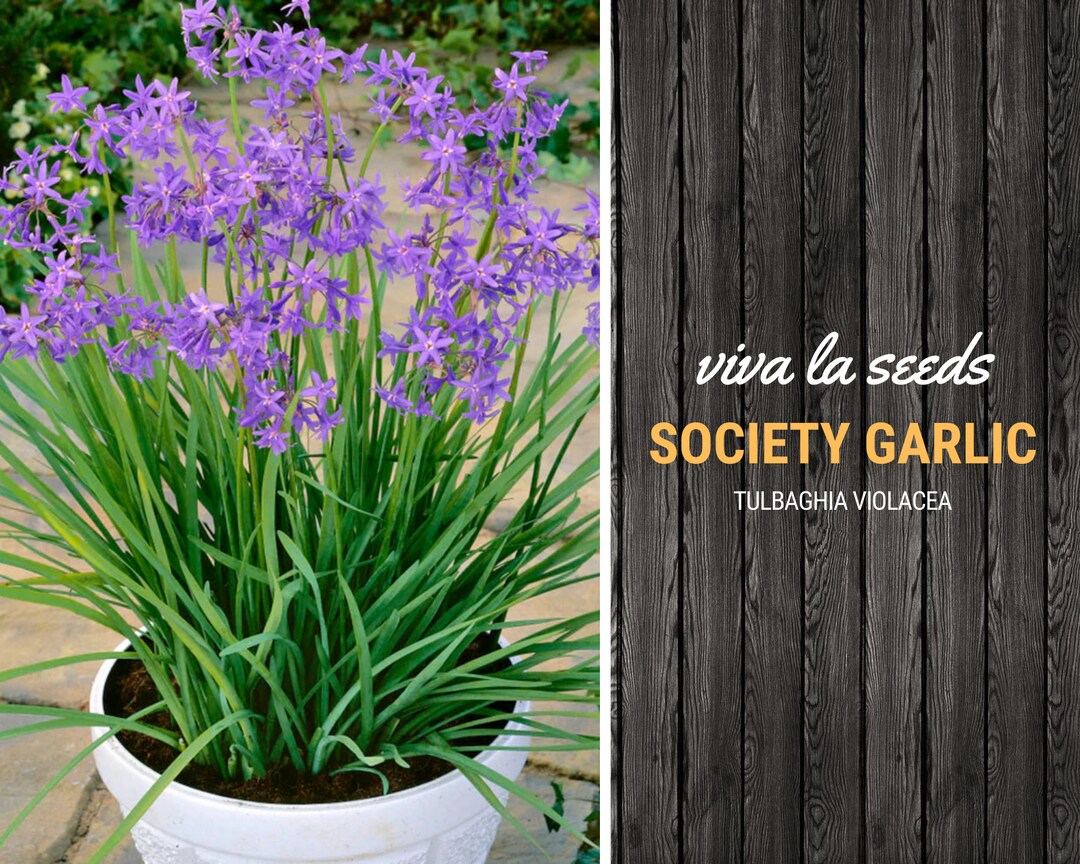 Society Garlic 20 Seeds Ornamental Culinary Herb - Etsy