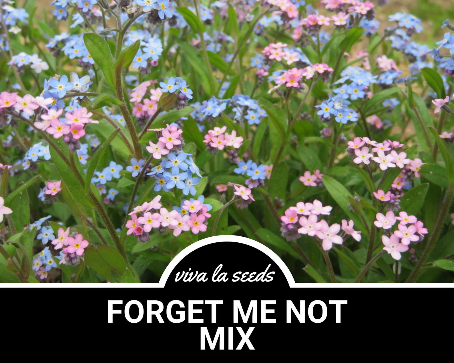 Forget Me Not, Mix | 100 Seeds | Heirloom Flower | Pink, White & Blue ...
