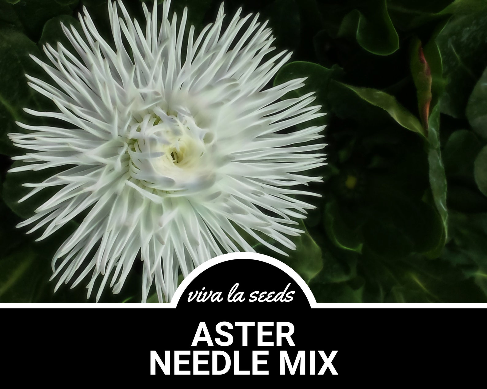 Aster, Needle Mix| 50 Seeds | Heirloom Flower | Long Lasting Blooms ...