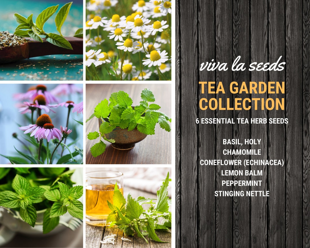Tea Garden Seed Collection 6 Essential Tea Herb Seeds 20% - Etsy