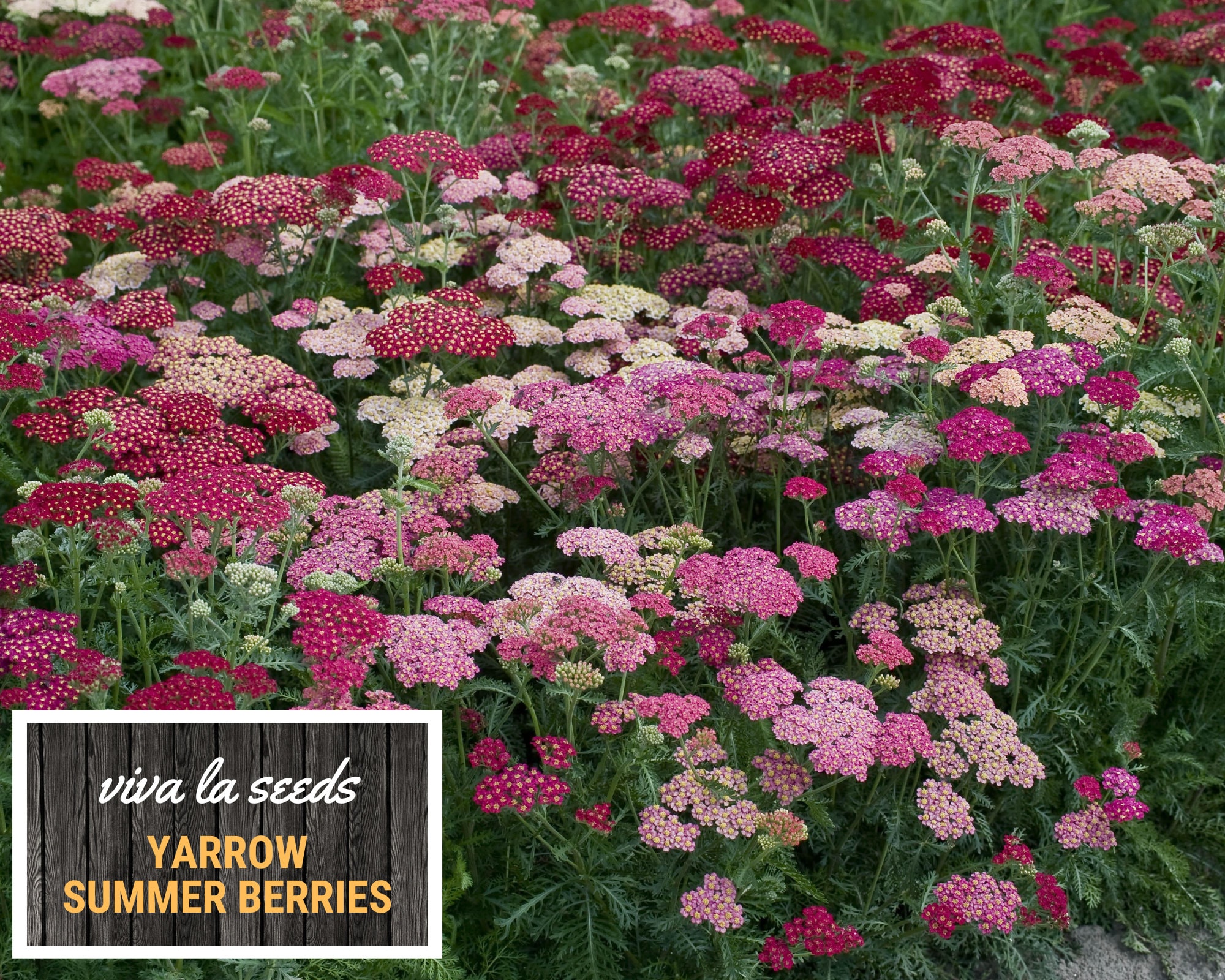 Yarrow Summer Berries 50 Seeds Medicinal Herb Non GMO | Etsy