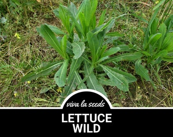 Wild Lettuce Botanical Print, Wild Lettuce Botanical Art Print, Wild ...