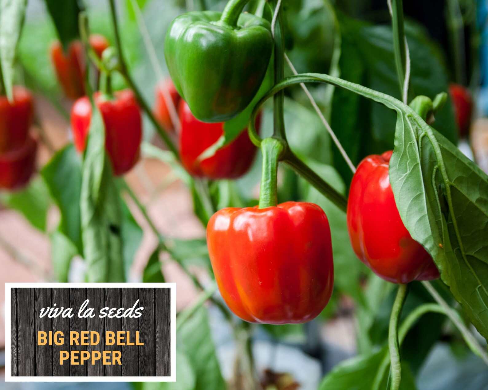 Pepper, Big Red Bell 30 Seeds Easy to Grow Heirloom Non-gmo Capscium ...
