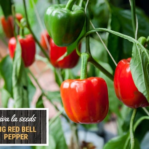 Pepper, Big Red Bell | 30 Seeds | Easy to Grow | Heirloom | Non-gmo ...