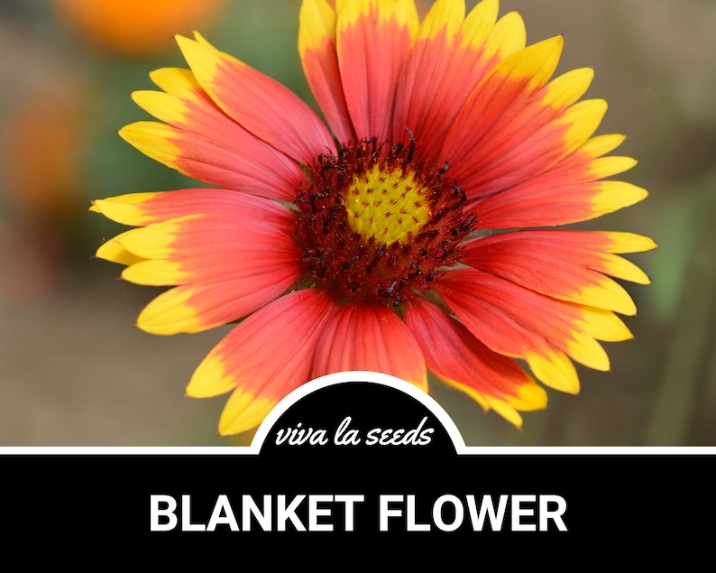 Blanket Flower | 200 Seeds | Heirloom Perennial Flower | Drought ...