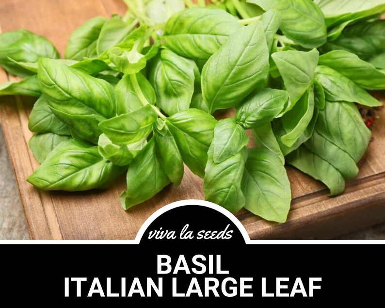 Basil, Italian Large Leaf | 250 Seeds | Medicinal & Culinary Herb ...