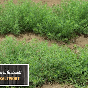 Saltwort - Salsola | 50 Seeds | Medicinal & Culinary Herb | Japanese ...