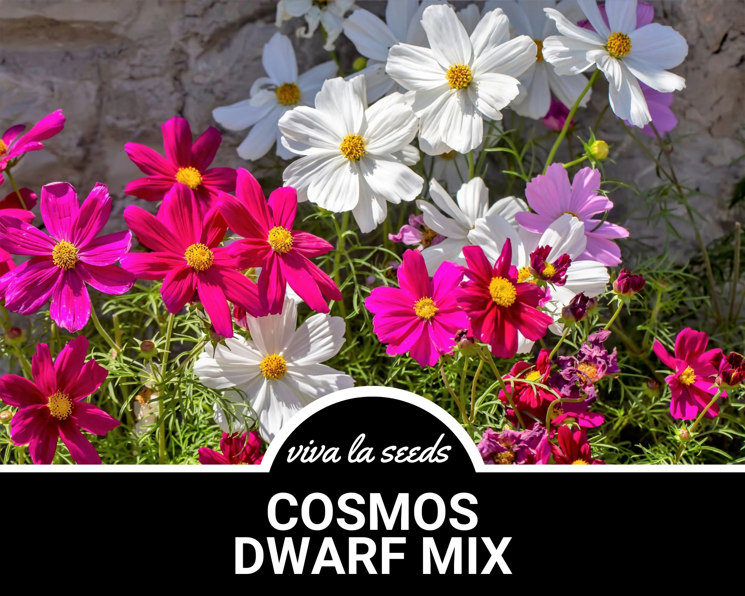 Cosmos, Dwarf Mix | 100 Seeds | Heirloom Annual Flower | Multi-colored ...