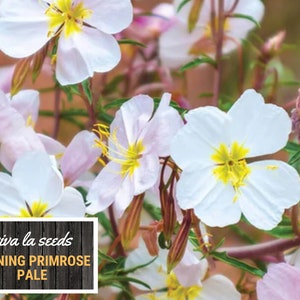 Evening Primrose, Pale 100 Seeds Heirloom Oenothera Pallida - Etsy