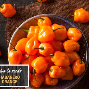 Pepper Seed Collection | 6 Amazing Varieties Ranging in Spiciness | 20% ...