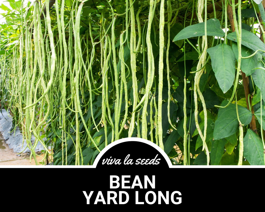 Bean, Yard Long Green | 15 Seeds | Heirloom | Non-gmo | Vigna ...