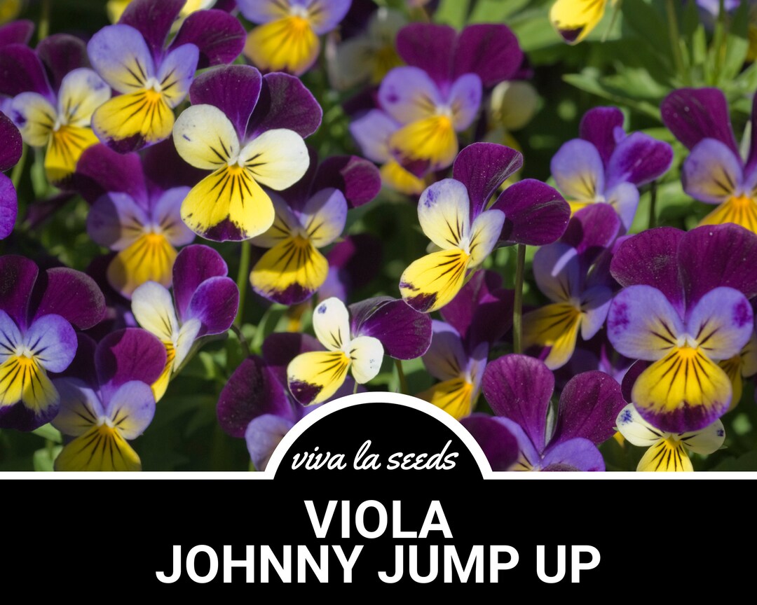 Viola, Johnny Jump up | 200 Seeds | Beautiful Medicinal Flowers | Non ...