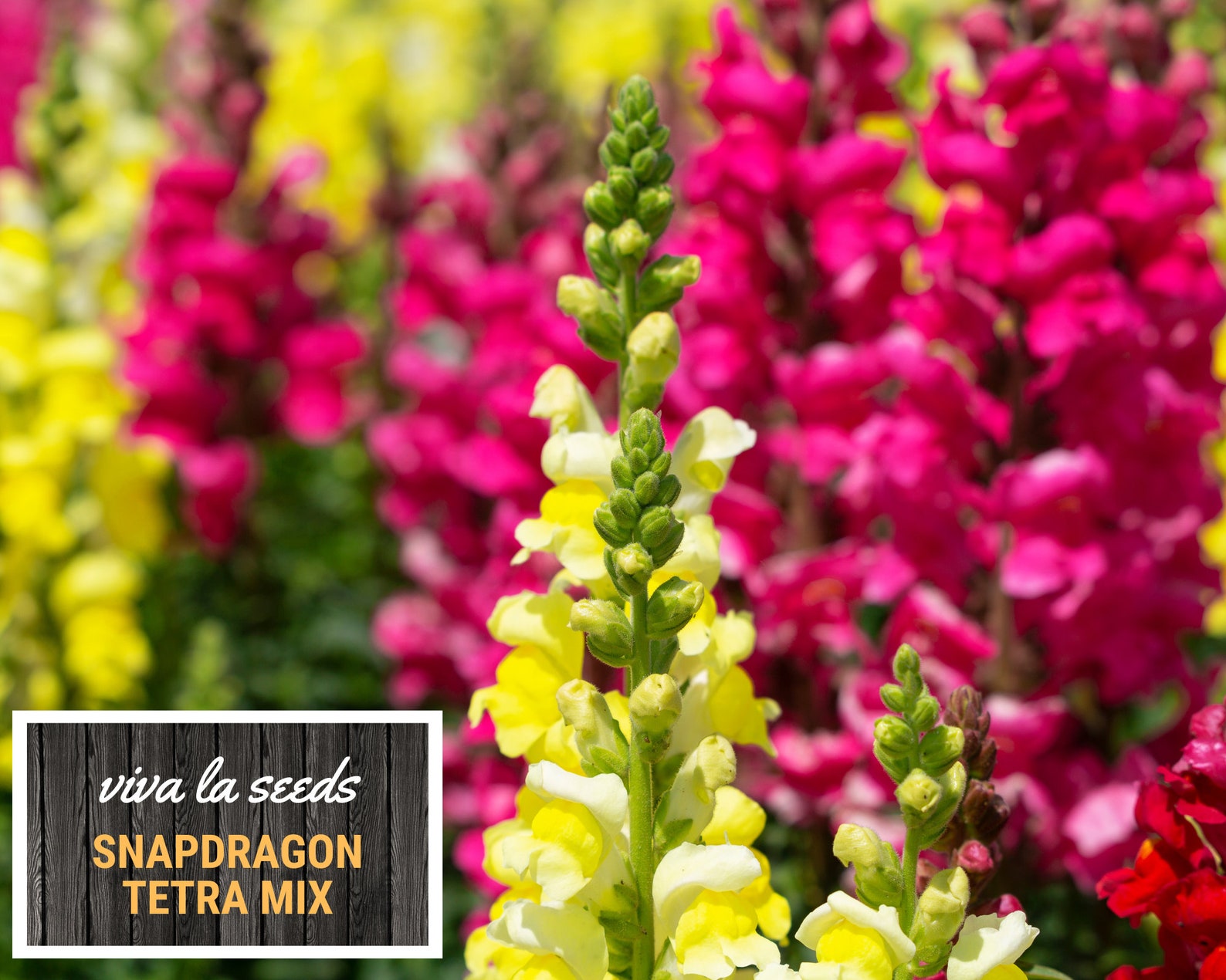 Snapdragon, Tetra Mix | 200 Seeds | Heirloom | Non-gmo | Antirrhinum ...