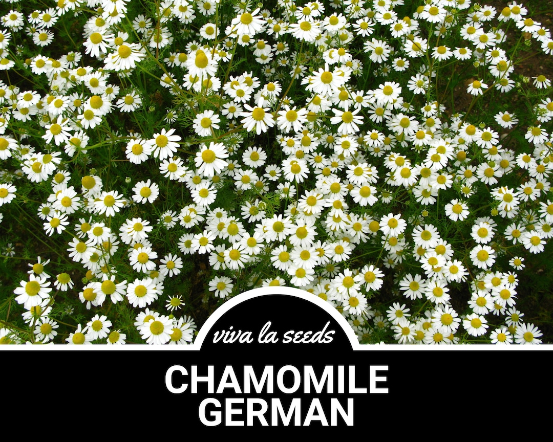 Chamomile, German | 200 Seeds | Medicinal | Culinary Herb | Non GMO ...