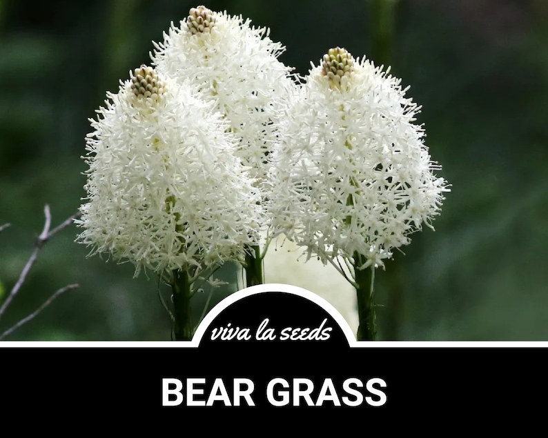 Beargrass | 50 Seeds | Heirloom Ornamental Grass | Native Wildflower ...