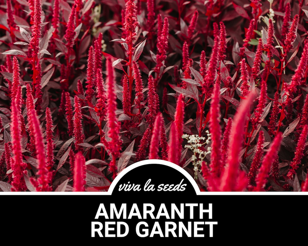 Amaranth, Red Garnet | 250 Seeds | Heirloom | Non-gmo | Amaranthus ...
