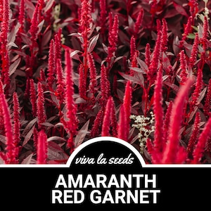 Amaranth, Red Garnet | 250 Seeds | Heirloom | Non-gmo | Amaranthus ...