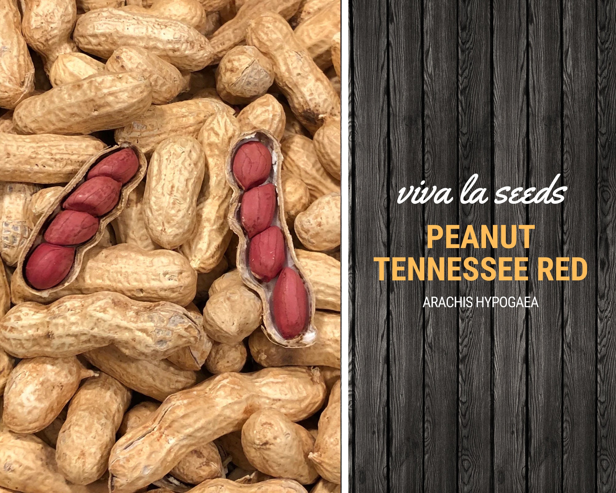 Peanut Plant Seeds